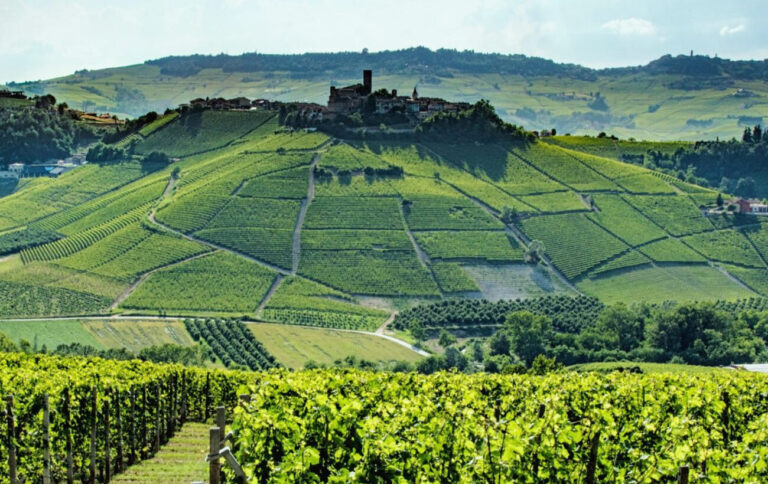 Cresce il vigneto delle Docg Piemonte: 622 ettari nel triennio