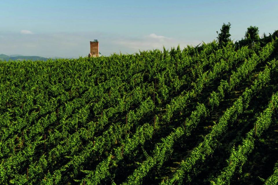 Darmagi, il Cabernet Sauvignon di Angelo Gaja a Barbaresco